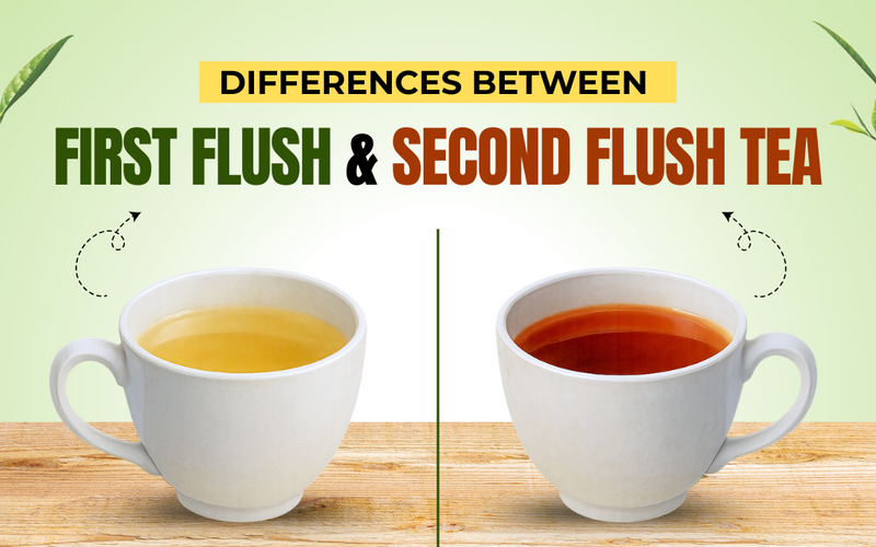 Difference Between First Flush and Second Flush Teas – Golden Tips